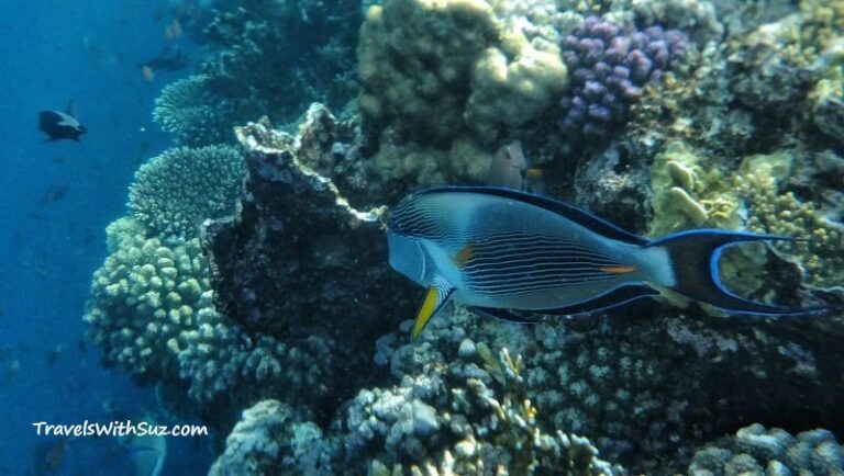 Beaches of Egypt - more than pyramids! | TravelswithSuz.com