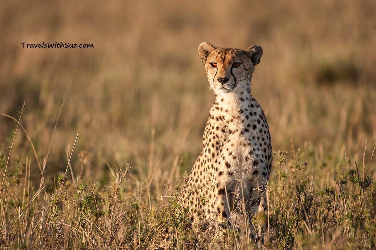 Cheetah or Leopard? How to distinguish between them | TravelswithSuz.com