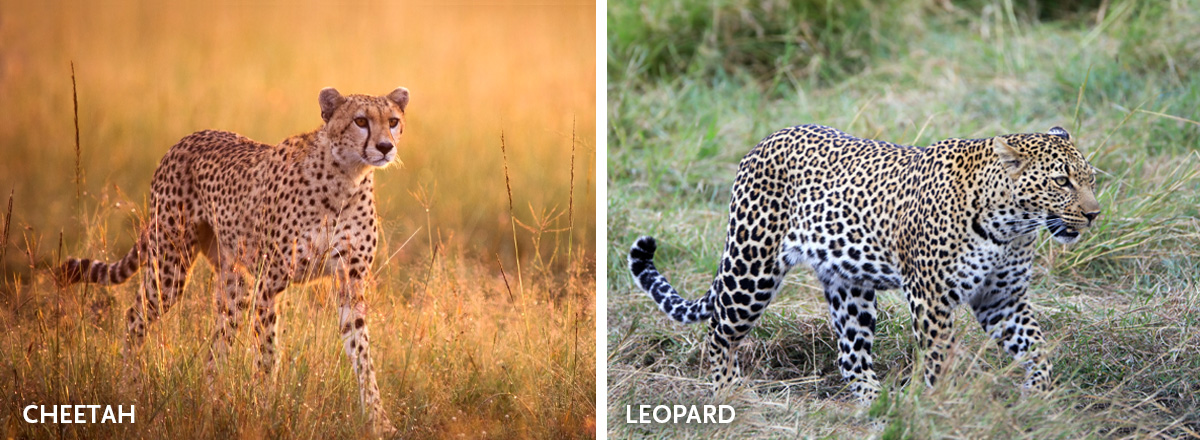 Cheetah or Leopard? How to distinguish between them | TravelswithSuz.com