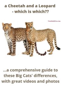 Cheetah or Leopard? How to distinguish between them | TravelswithSuz.com