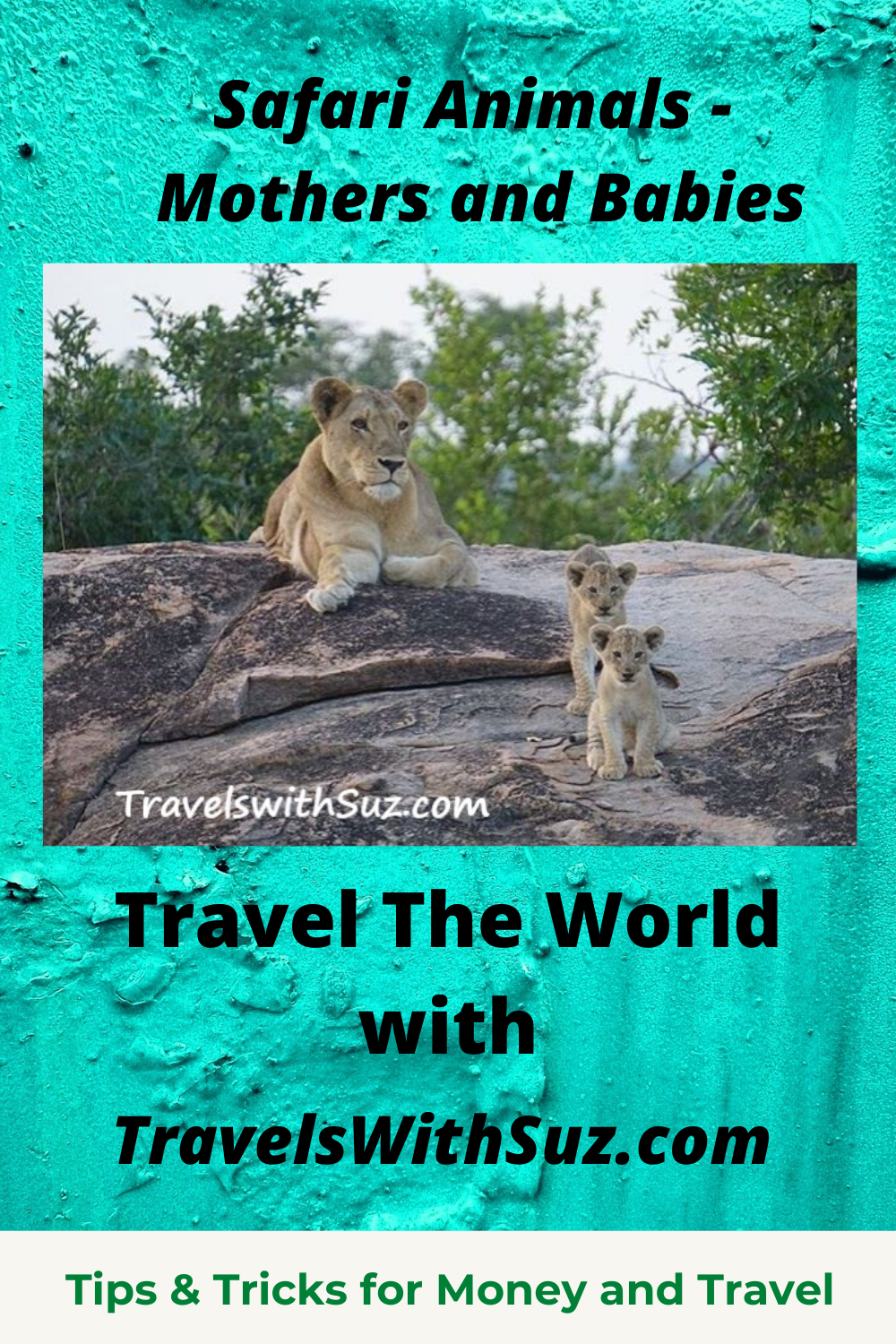 safari babies, rhino, elephant, zebra | TravelswithSuz.com