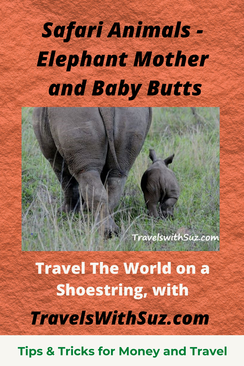 safari babies, rhino, elephant, zebra | TravelswithSuz.com